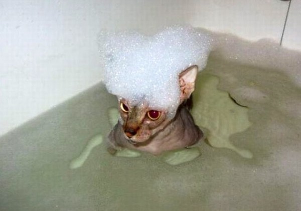 Ten Pictures Of Cats In Bubble Baths That Will Make Anyone Smile