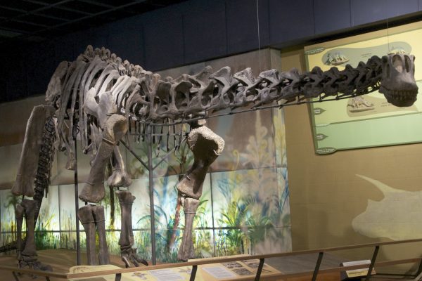 Ten Of The Worlds Tallest Dinosaurs That Ever Lived