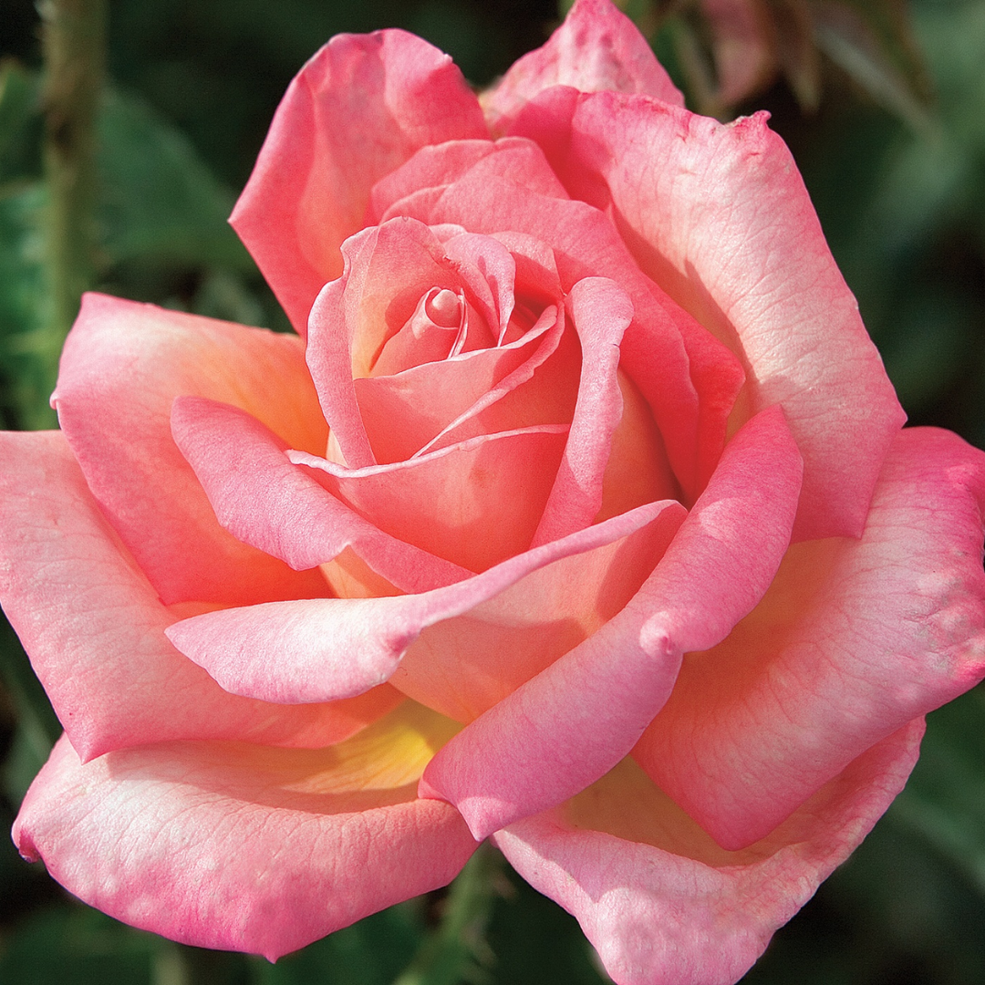 Rose Hybrid Tea ‘chicago Peace™ The Home And Garden Center