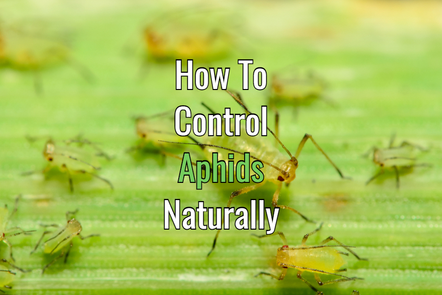 How To Control Aphids 4 Simple Methods To Battle Aphids Naturally