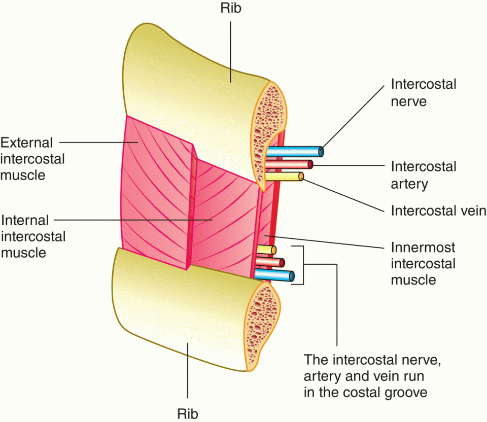 2 Embryology Anatomy And Physiology Of The Lung Thoracic Key