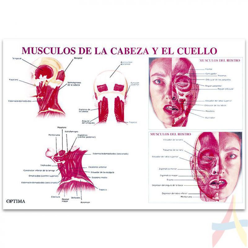 Musculos Cabeza Y Cuello Anatomia De La Cabeza Y El Cuello