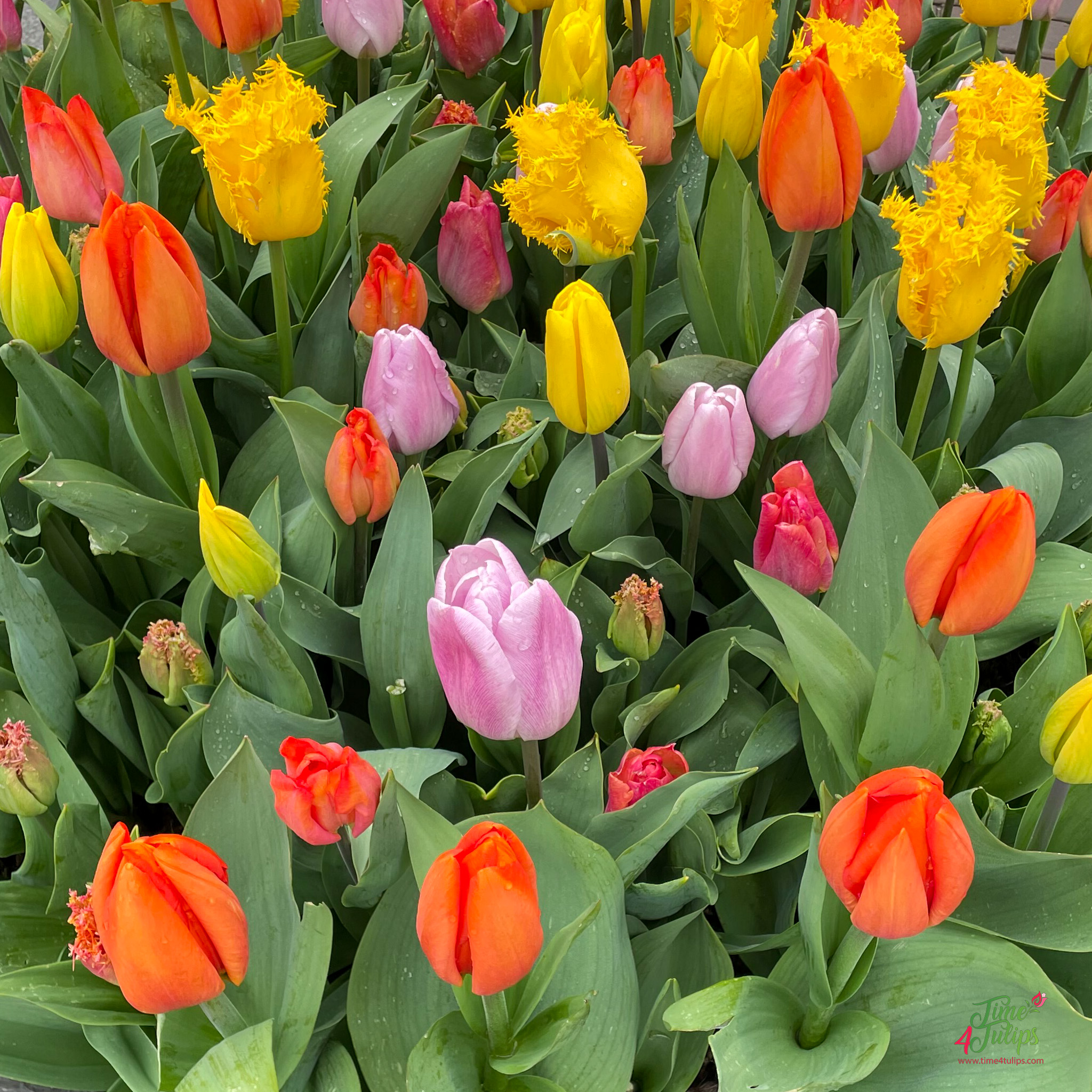 Amsterdam Tulip Mix Time4tulips