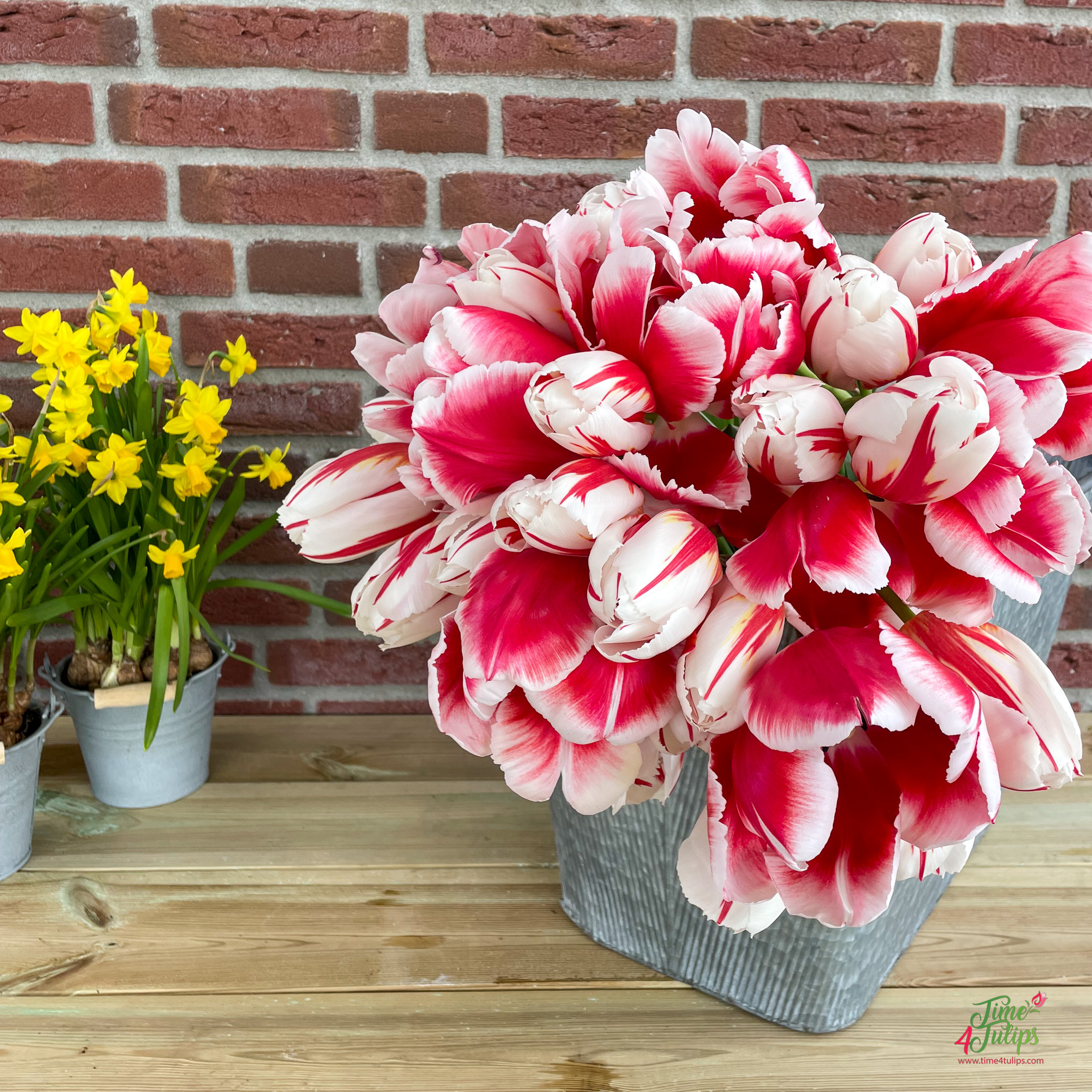 Happy Tulip Mix Time4tulips