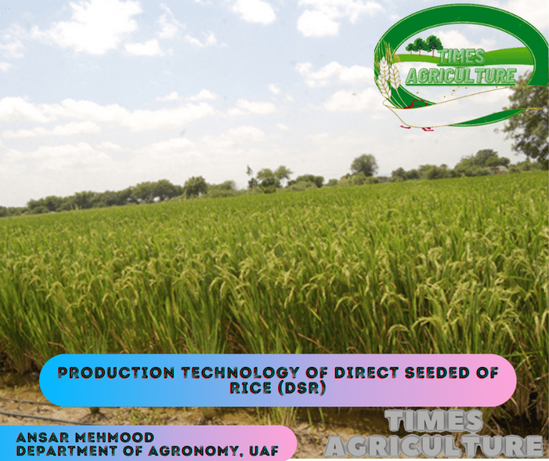 Production Technology Of Direct Seeded Of Rice Dsr Times Agriculture