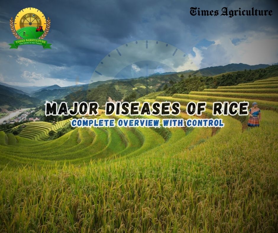 Major Diseases Of Rice Complete Overview With Control Times Agriculture