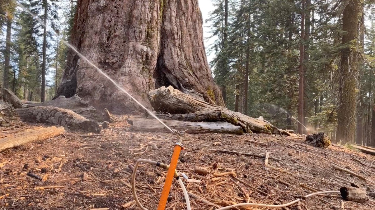 Crews Begin To Contain Wildfire That Threatens Yosemites Giant