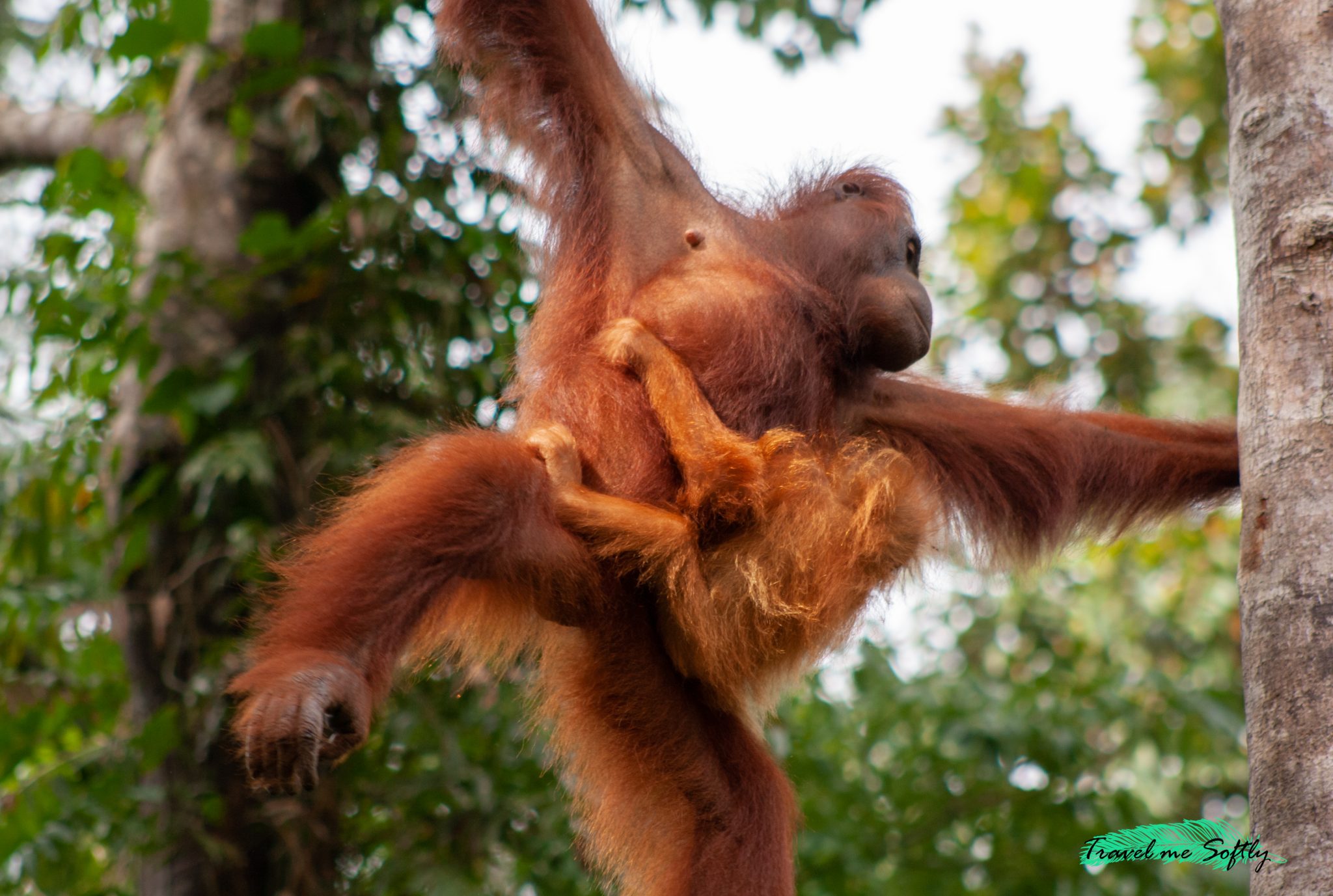 Dónde Viven Los Orangutanes Cuántas Especies Existen Y Otros Datos