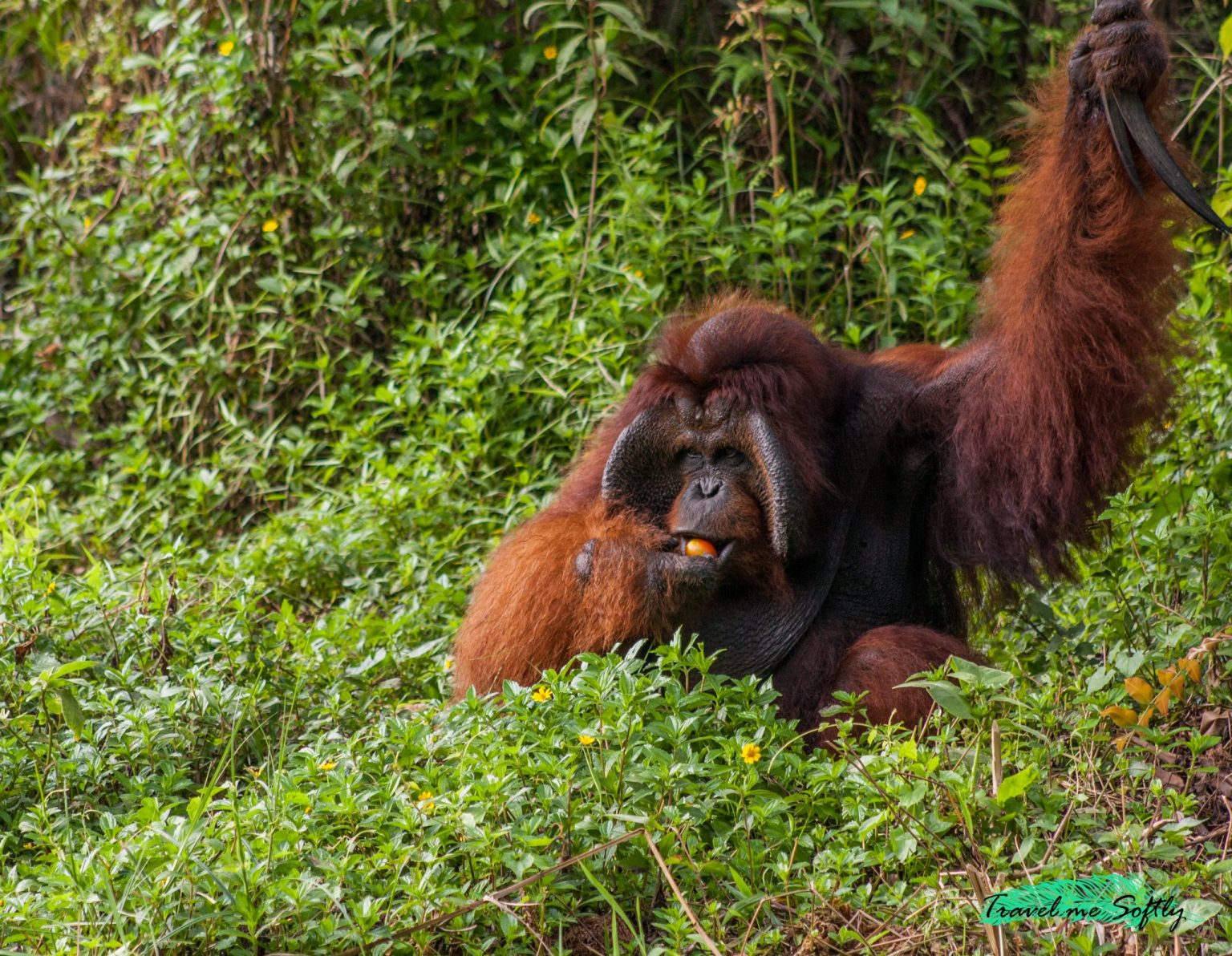 Dónde Viven Los Orangutanes Cuántas Especies Existen Y Otros Datos