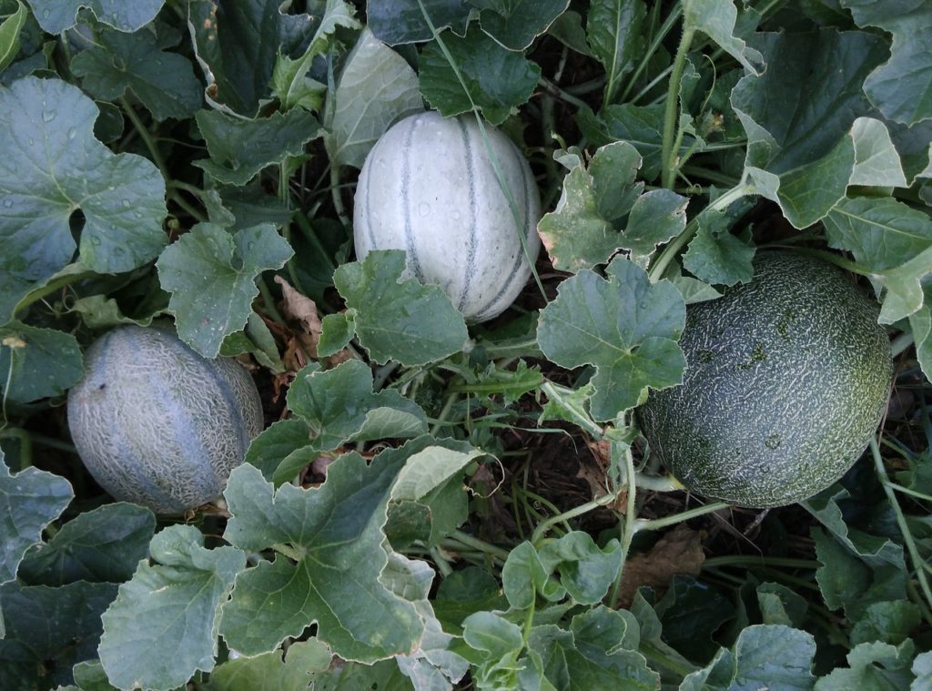 Agar Cepat Berbuah Yuk Simak Cara Merawat Tanaman Melon