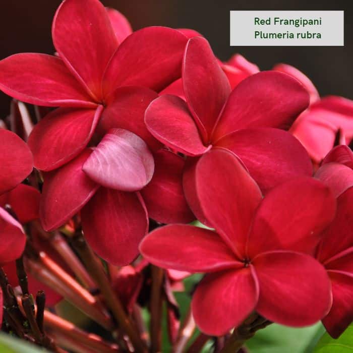 Best Fertilizer For Plumeria Plants And Flowers Easy Guide