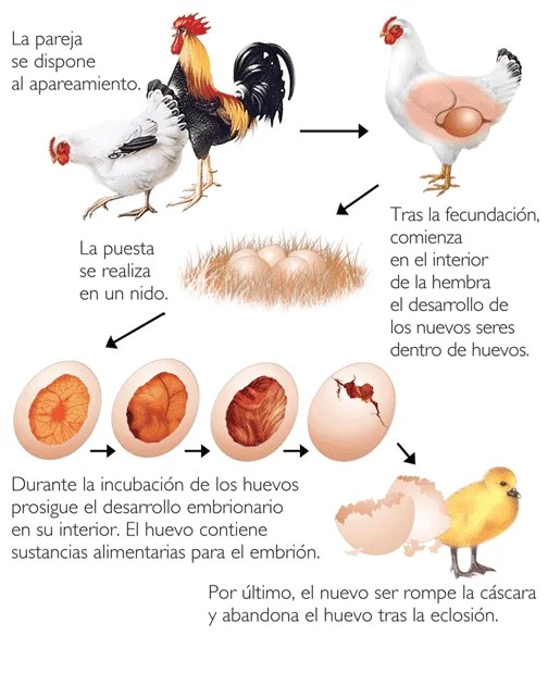 Medalla Excepción Cero Cuales Son Las Formas De Reproduccion De Los