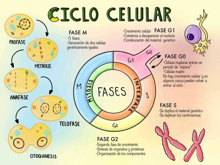 Fases Del Ciclo Celular Tu GuÍa De Aprendizaje