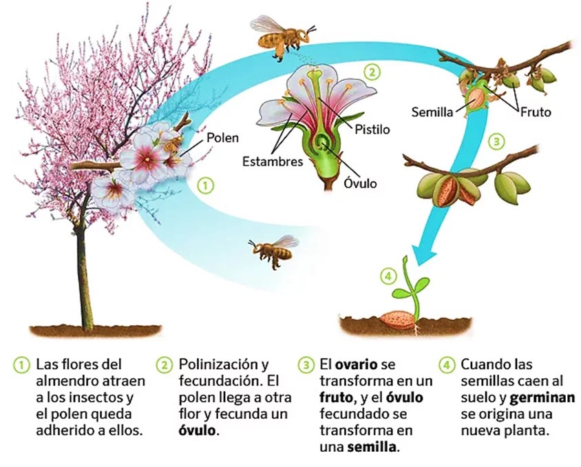 La Reproducción De Las Plantas