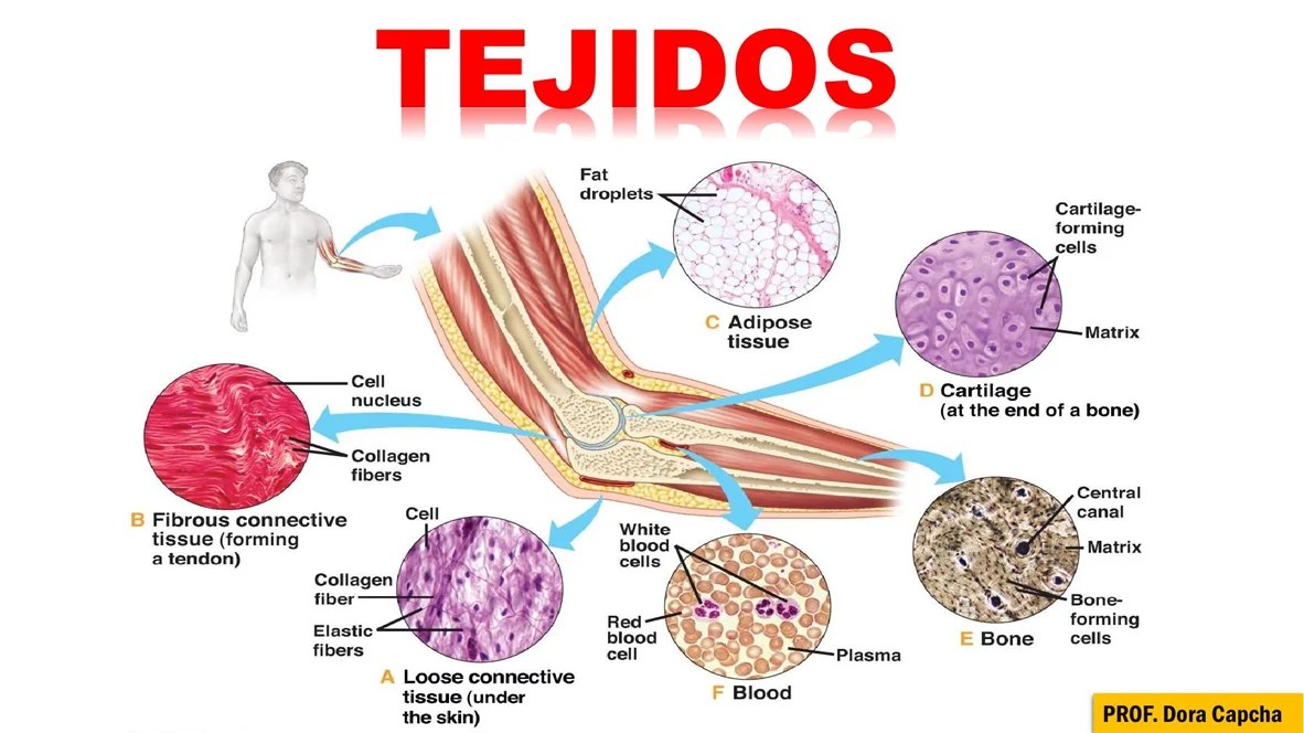 El Tejido Epitelial Escuelapedia Recursos Educativose