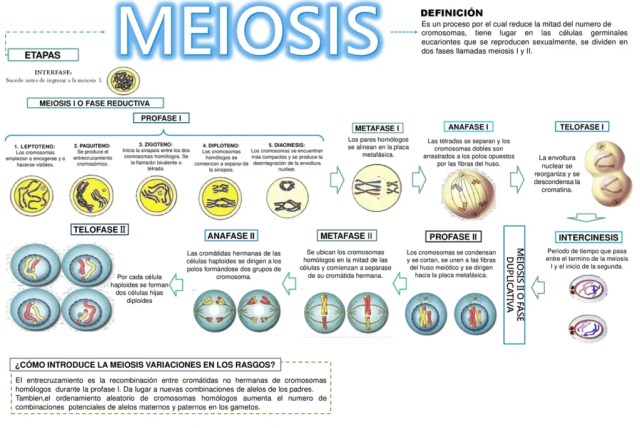 Fases De La Meiosis Tu GuÍa De Aprendizaje