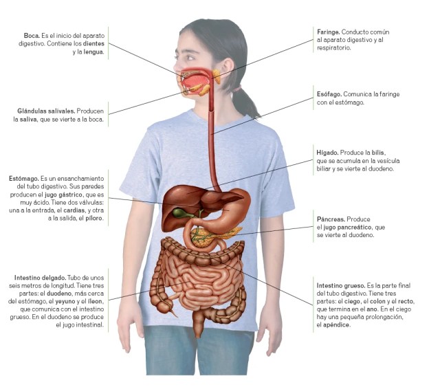 Mapa Conceptual Del Sistema Digestivo