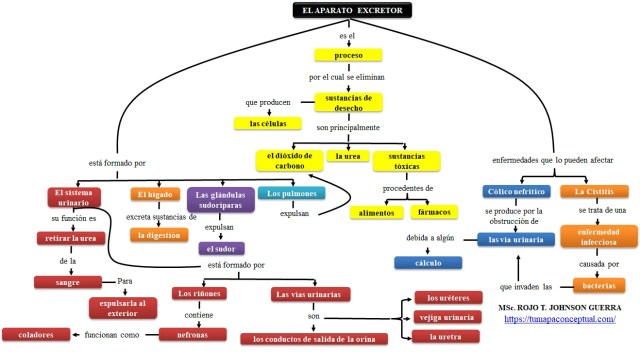 Mapa Conceptual El Aparato Excretor