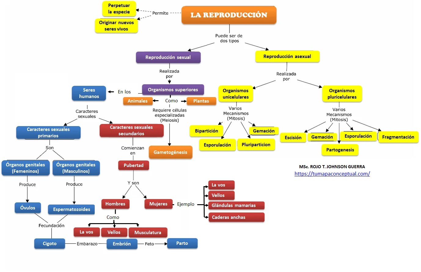 Mapa Conceptual De La ReproducciÓn