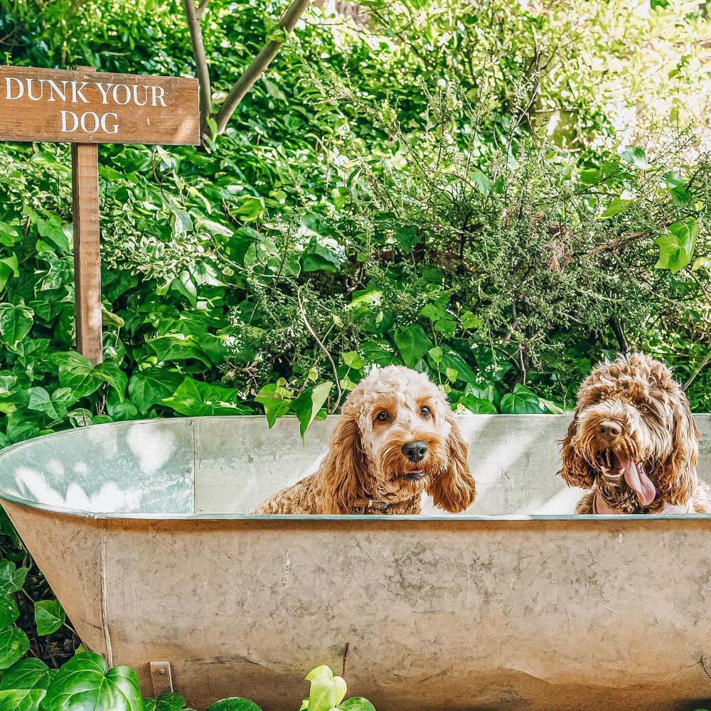 The Ultimate Guide To Dog Friendly Hotels In The Uk