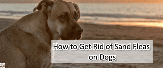 How To Get Rid Of Sand Fleas On Dogs And Where Do Fleas Come From