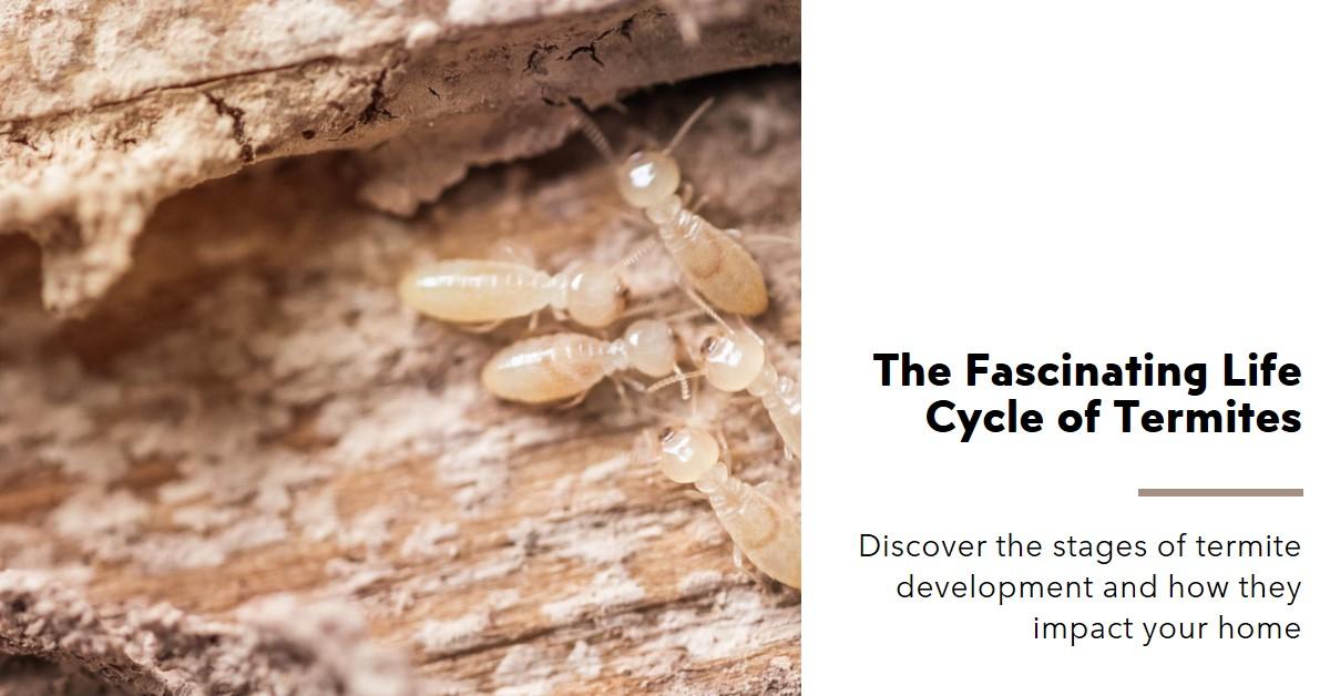 Understanding The Termite Life Cycle Stages Reproduction And Behavior