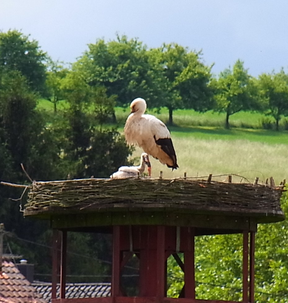 Der Klapperstorch War Da Unser Aschbachde