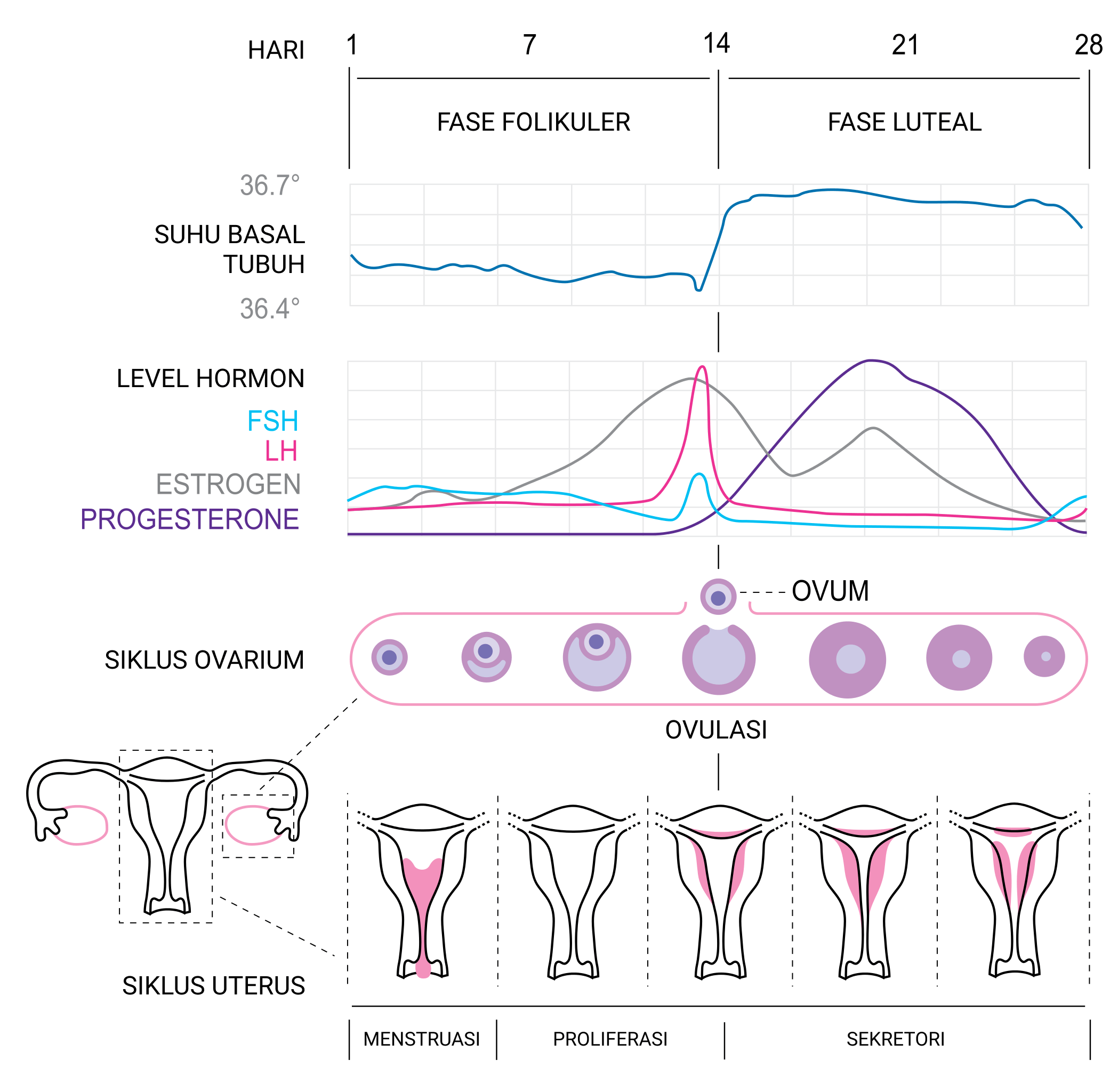 Siklus Menstruasi Normal Dan Abnormal