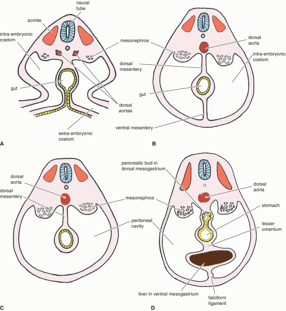 Coelomic Cavities Veterian Key