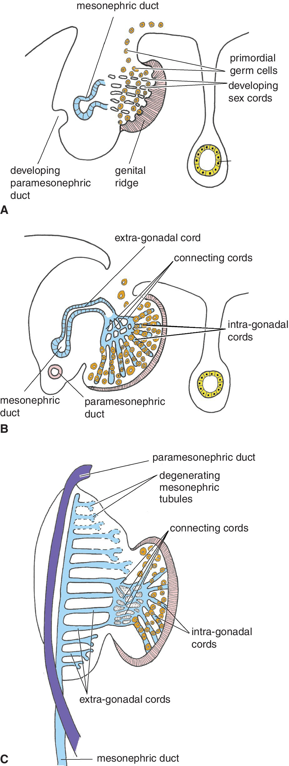 Development Of Gonads And Genital Ducts Males And