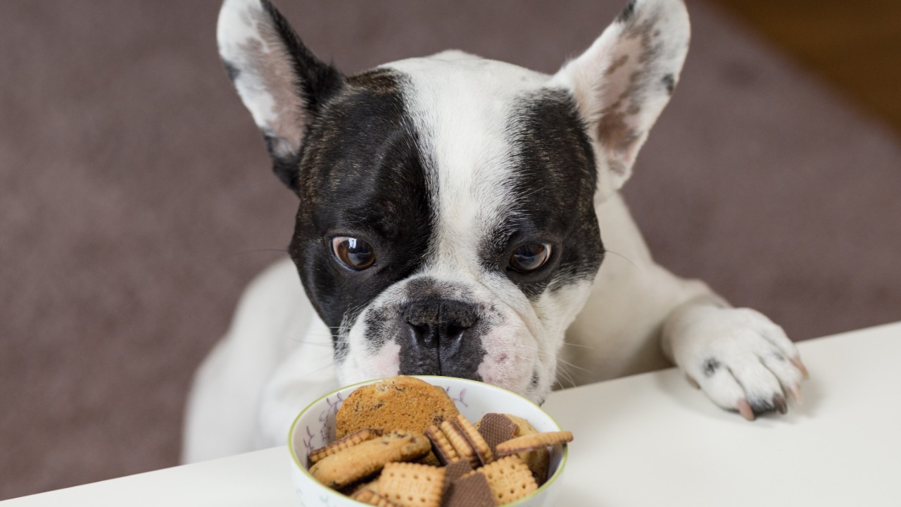 ¿por Qué Los Perros No Pueden Comer Chocolate Y Qué Les Pasa Si Lo