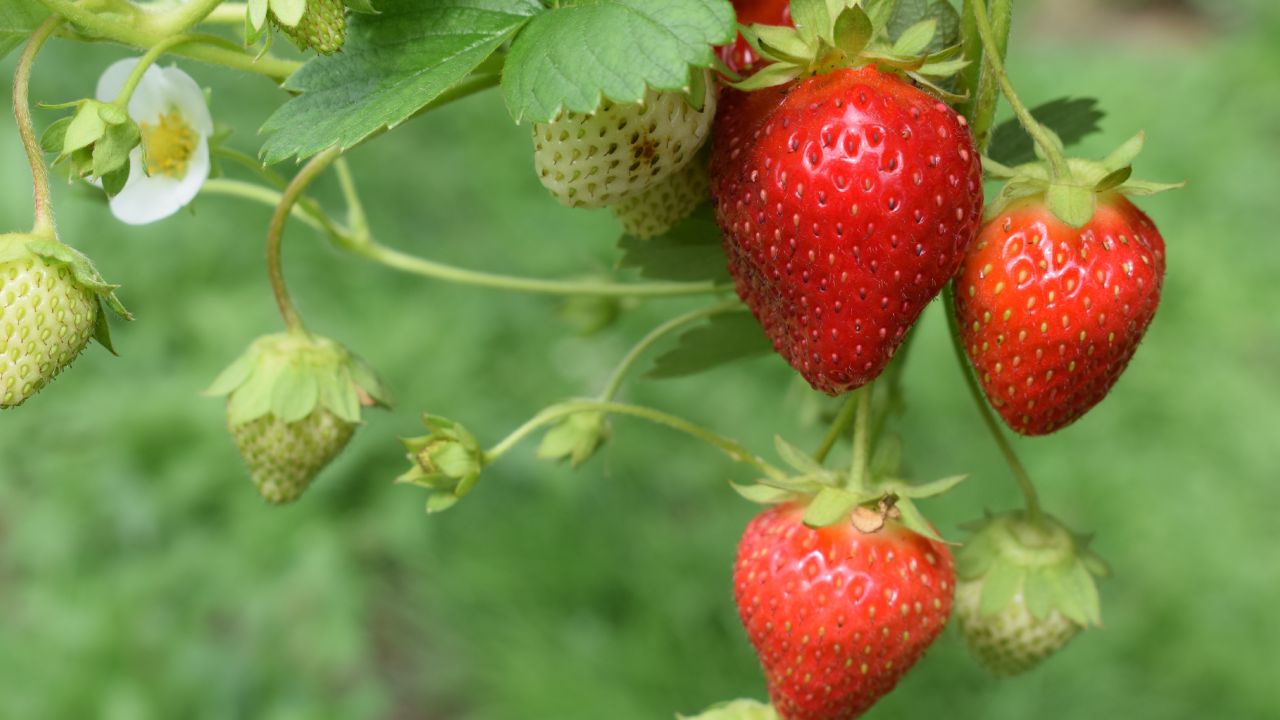 Truco Para Cultivar Fresas En Casa Y Que Se Den Fácilmente