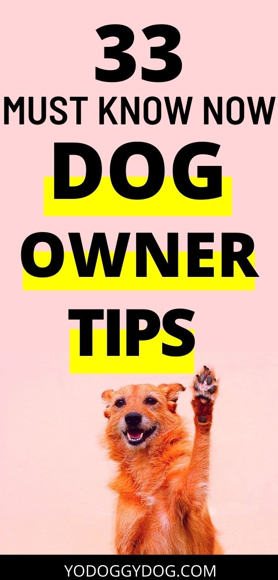 33 First Time Dog Owner Tips Every Dog Owner Should Know