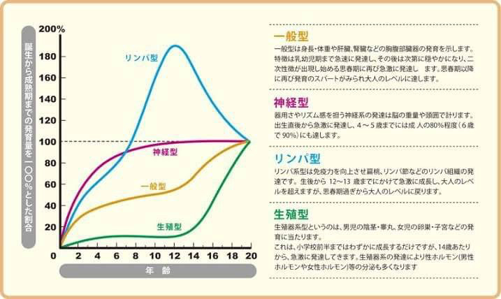 子どもの成長について～スキャモンの発育曲線～ 武蔵小杉の整体トレーニングジムmaedagym