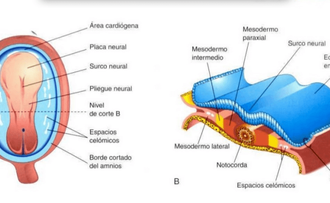 Embriologia Del Sistema Genital Y Diferenciacion Genital Linea Del