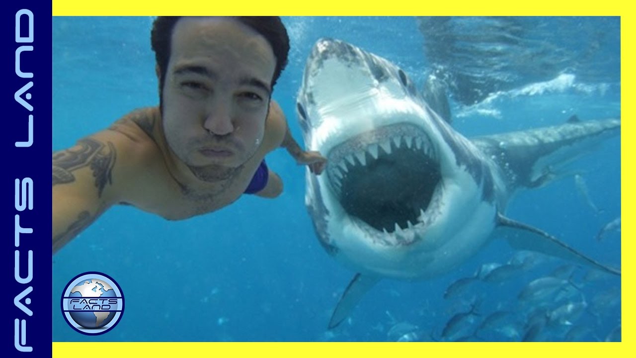 15 Best Shark Attacks Ever Caught On Camera Otosection