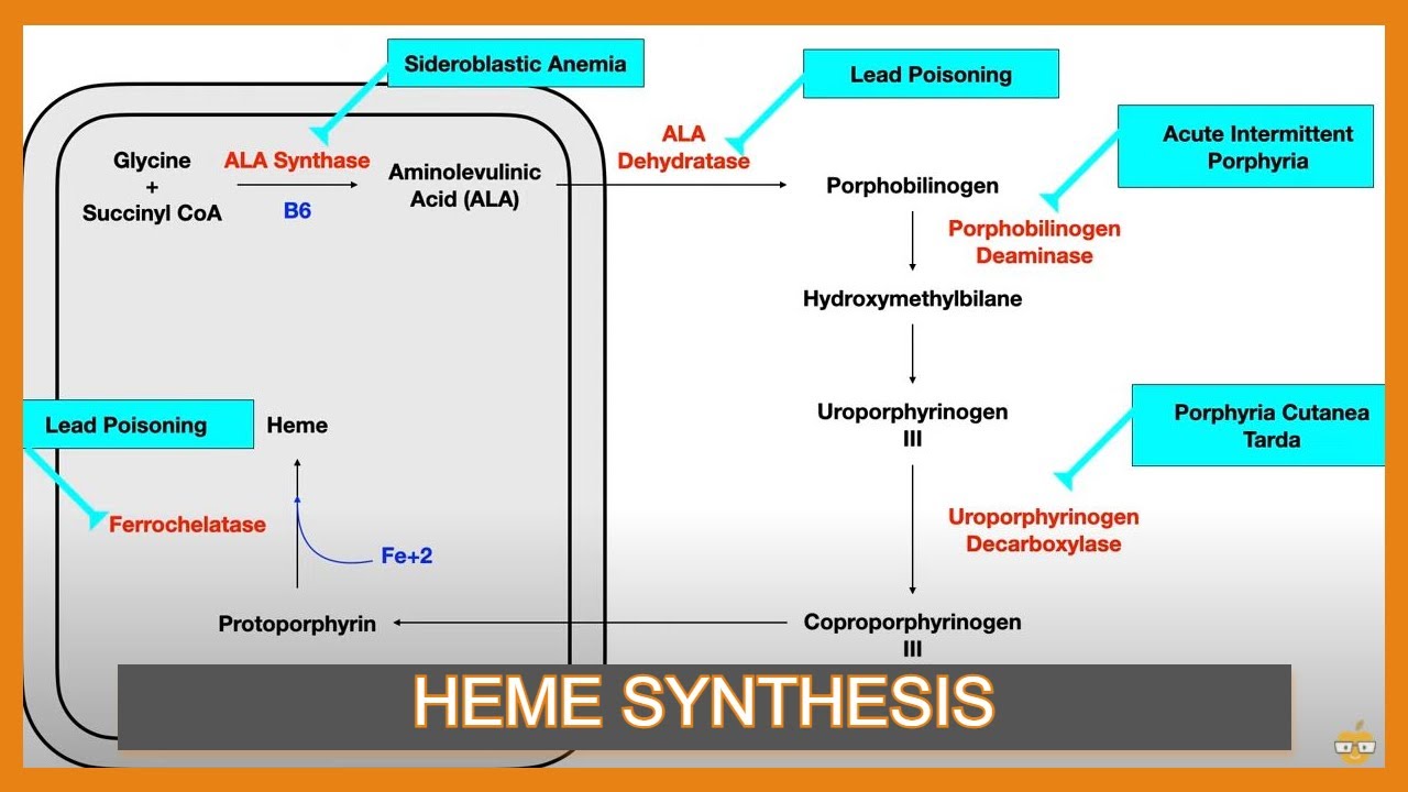 Biosynthesis Of Heme Mnemonics Biosynthesis Of Heme Mnemonics Otosection