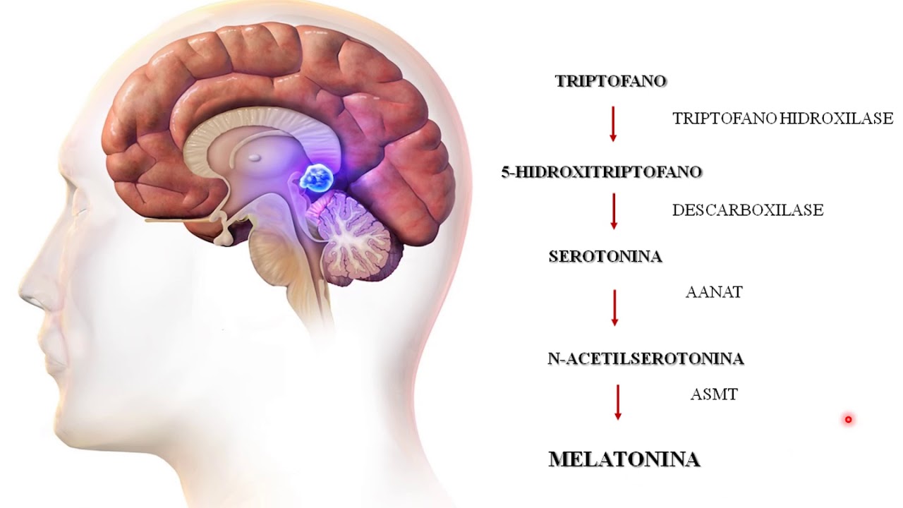 La Glandula Pineal Y La Melatonina Youtube Otosection