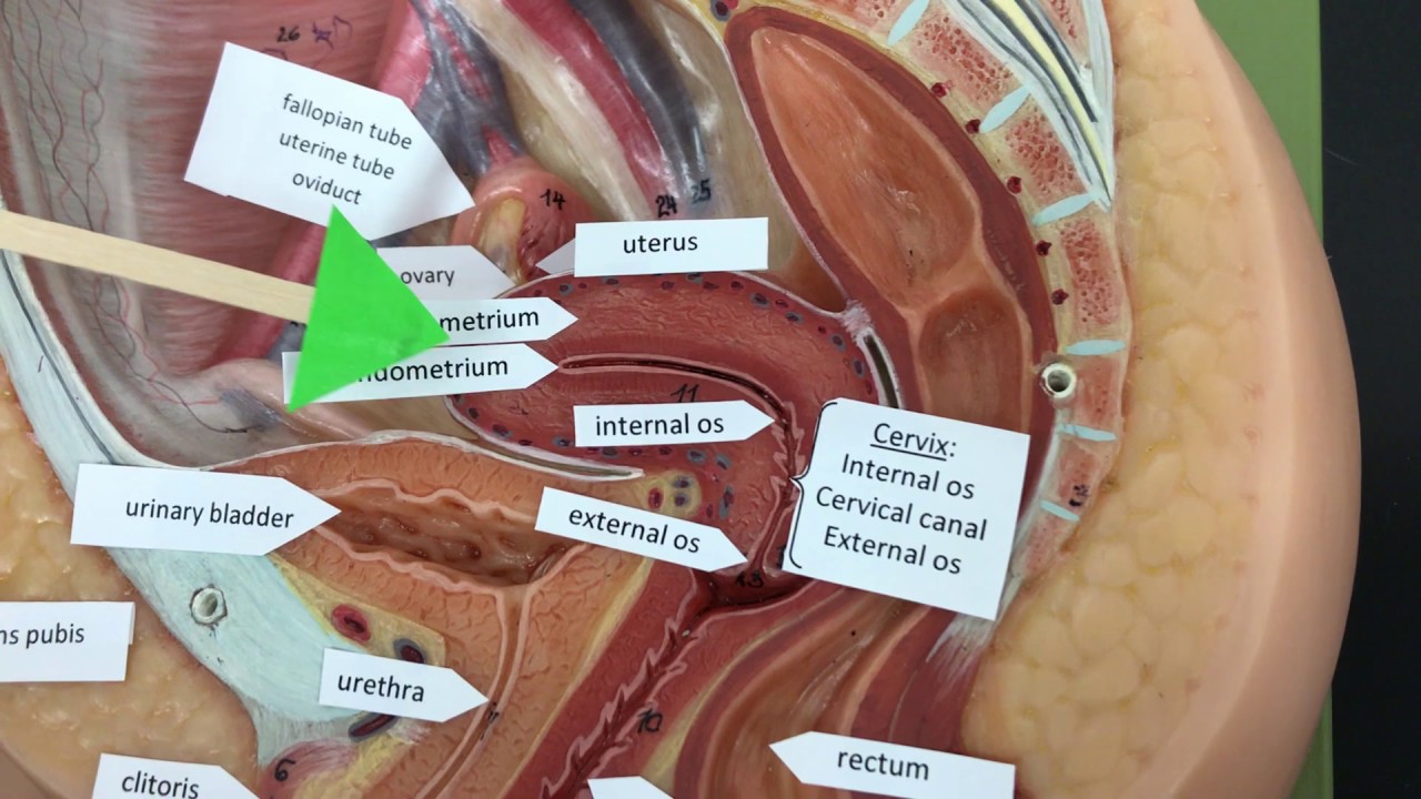 Anatomy Of Female Reproductive System Model Youtube Otosection