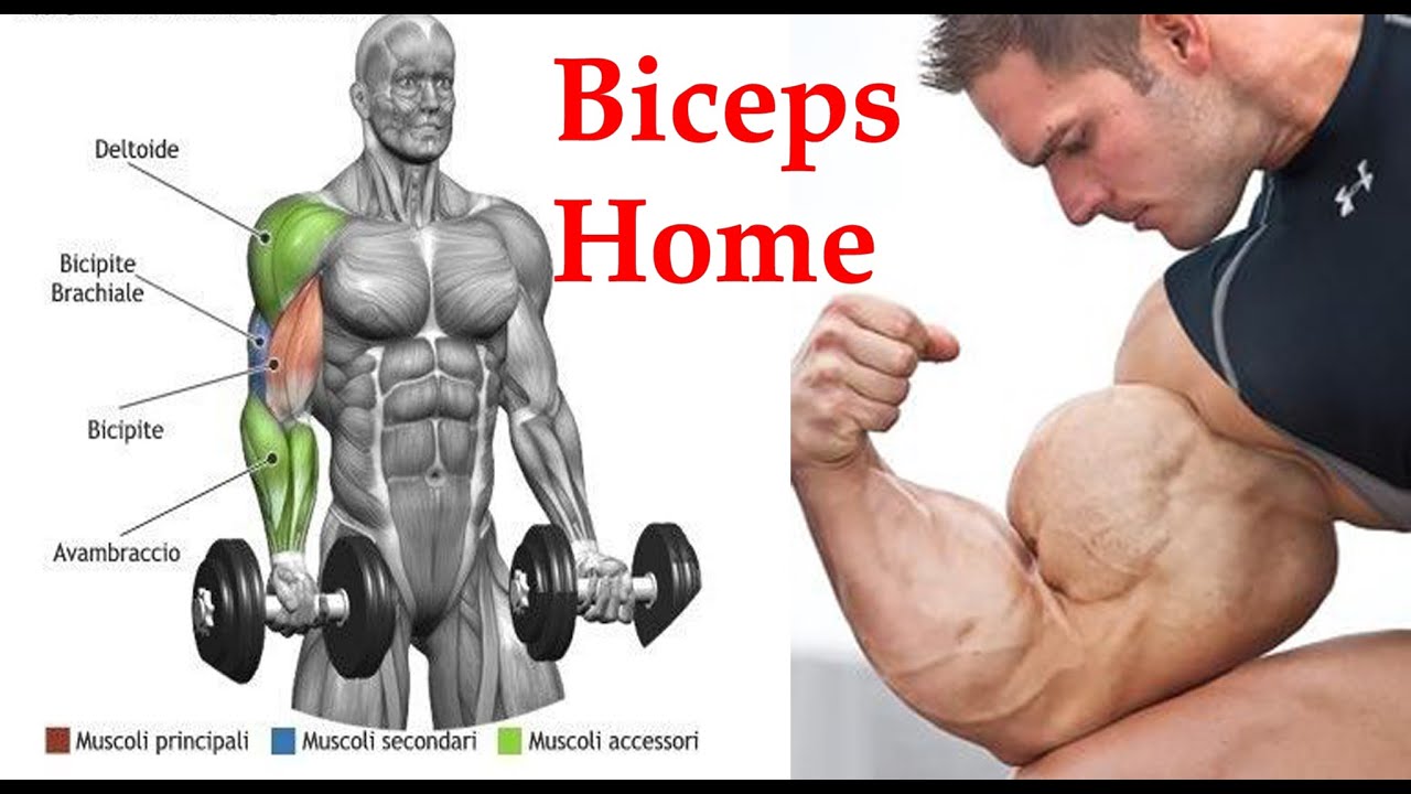 15 Best Dumbbell Biceps Exercises Get Big Arms Otosection