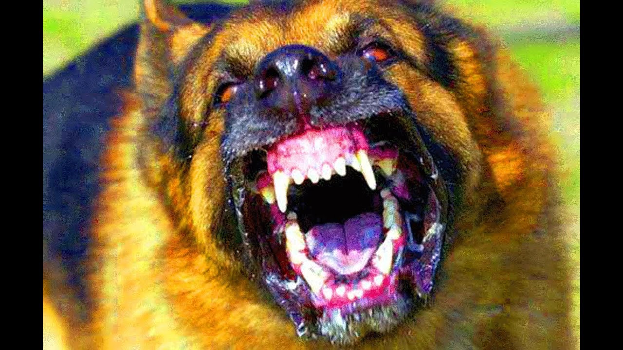 Top 5 De Racas De Cachorro Mais Perigosas Do Mundo Otosection