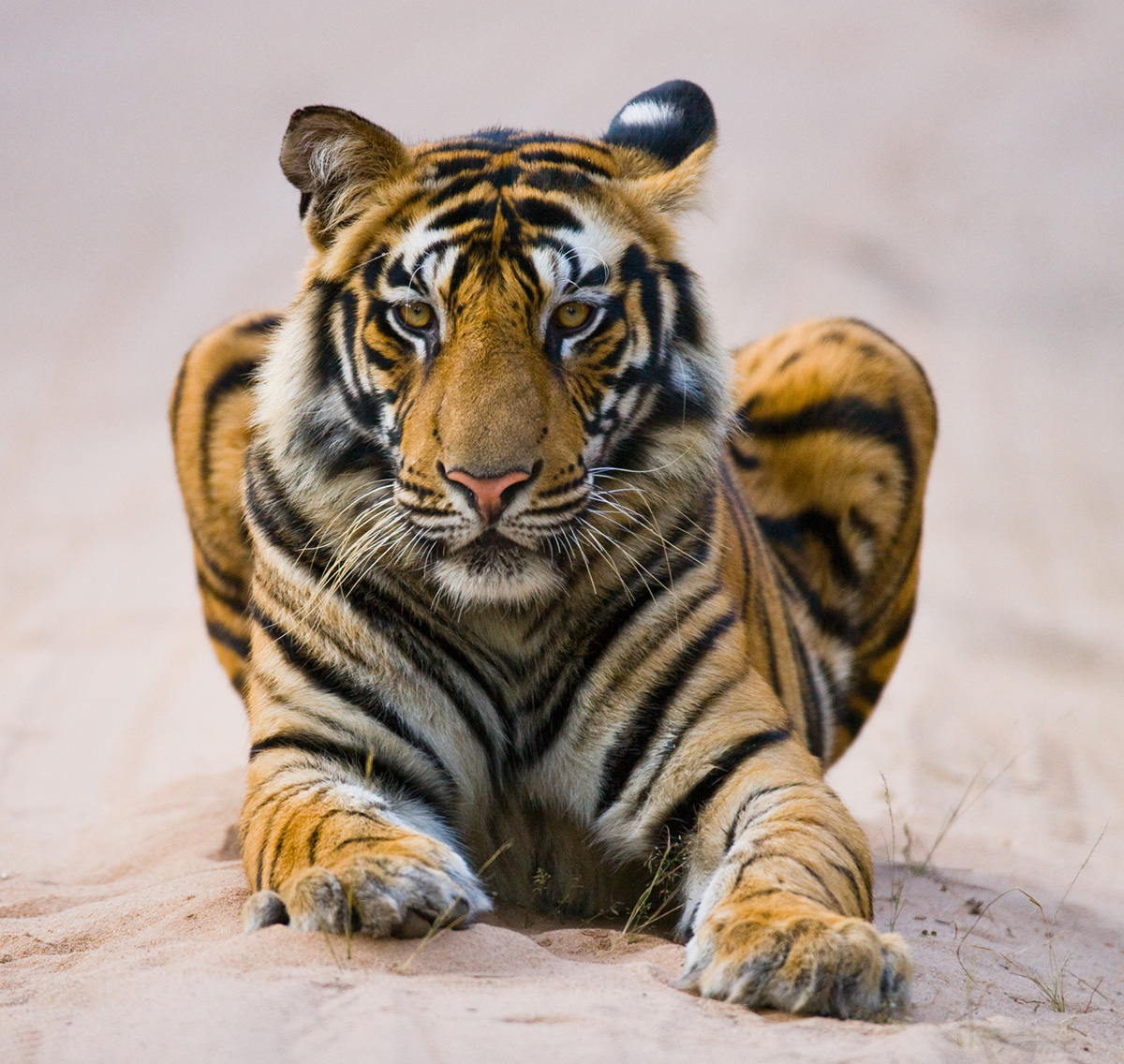 Indigenous Tribe That Worships Tigers Helps Protect The Species