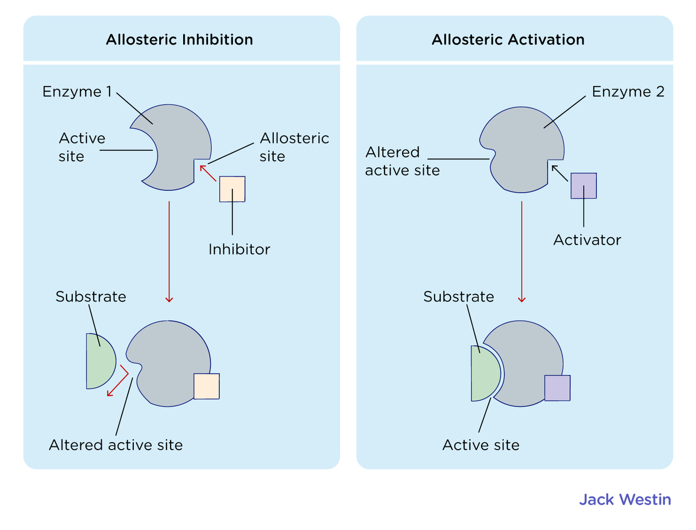 Regulatory Enzymes Control Of Enzyme Activity Mcat Content