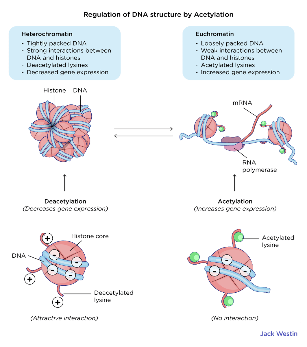 Regulation Of Chromatin Structure Control Of Gene Expression In