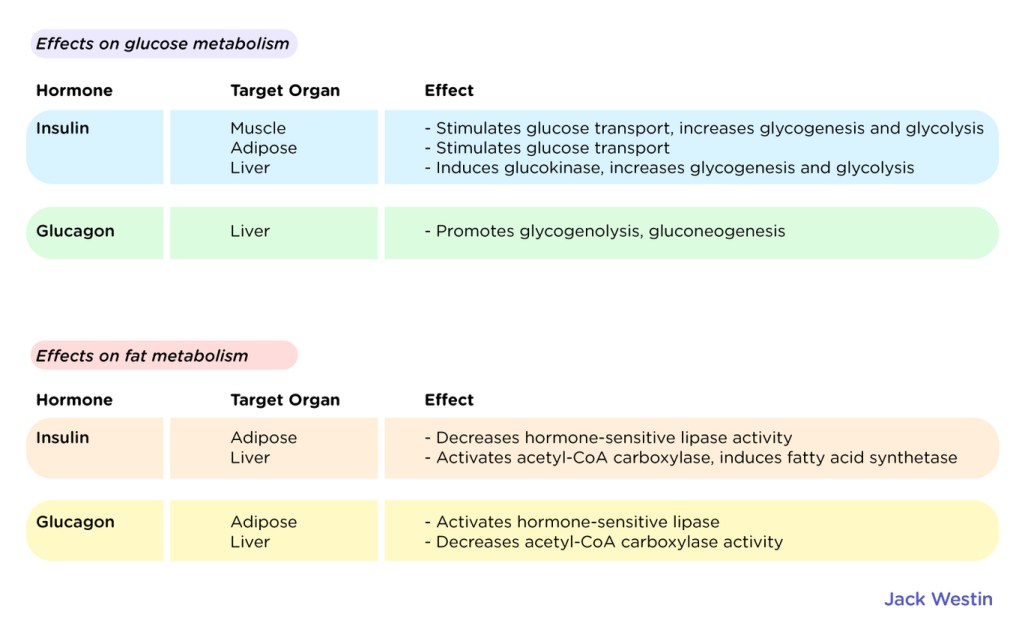 Hormonal Regulation Of Fuel Metabolism Hormonal Regulation And