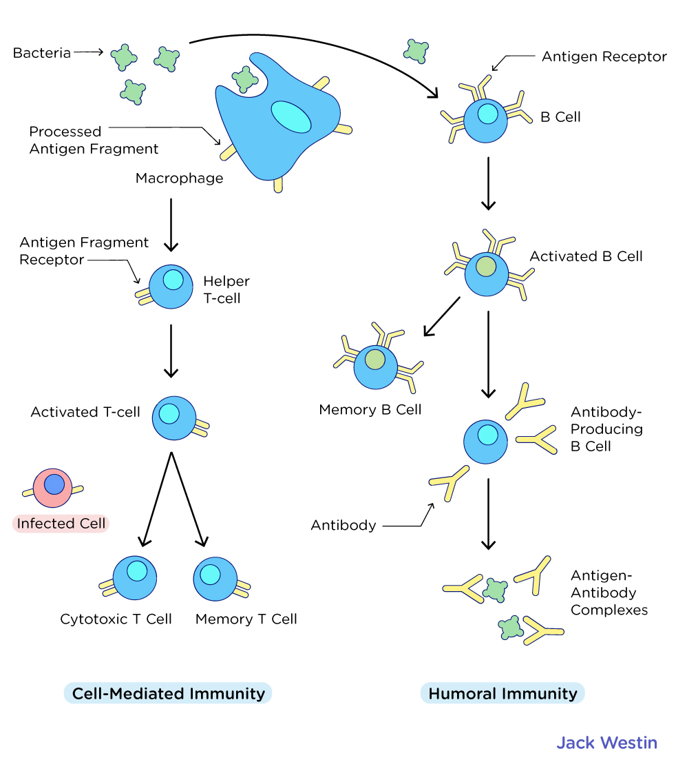 Antigen Antibody Recognition Immune System Mcat Content