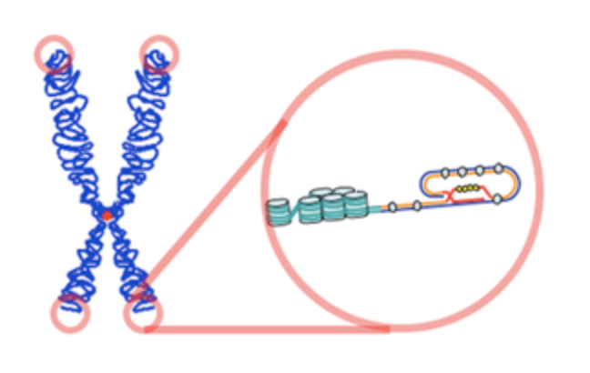 Telomeres Centromeres Eukaryotic Chromosome Organization Mcat Content