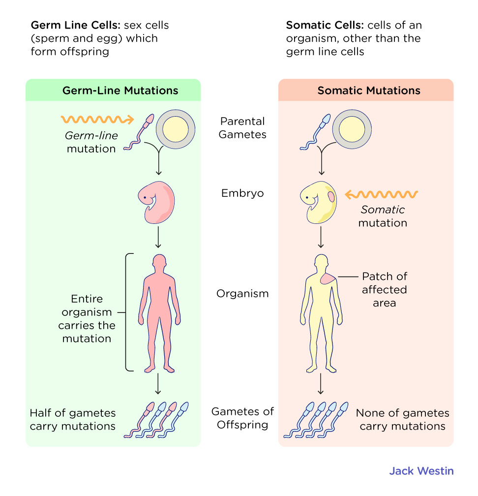 Mutation Meiosis And Other Factors Affecting Genetic Variability