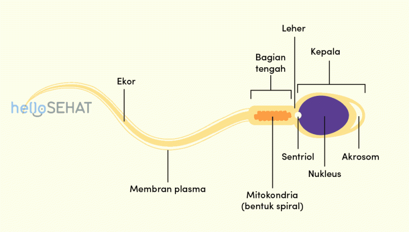 Kromosom Pada Skema Proses Spermatogenesis Paling Lengkap Skemaholic