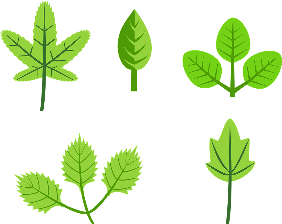 Marco Hojas De Arbol Png Vector Botanico De Plantas De Hoja Verde